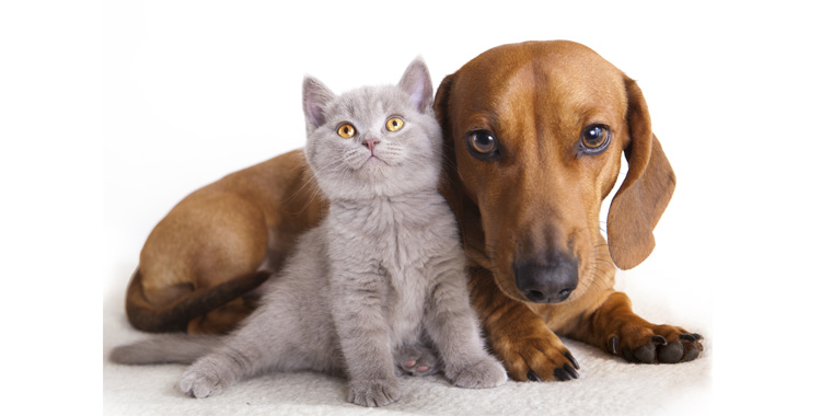 Produtos american Pets na Pet Love