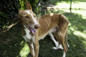 Anemia em cachorro: causas, sinais e tratamentos | Petlove