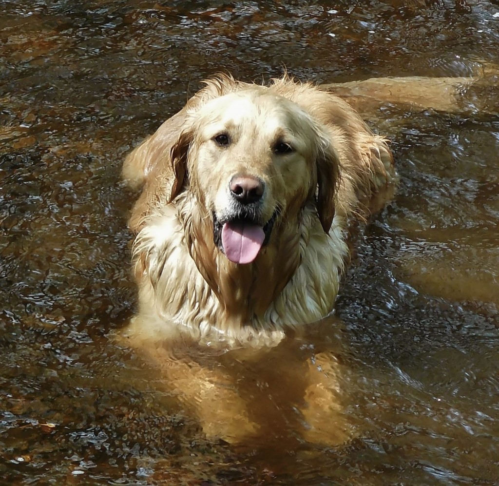 Golden Retriever: entenda mais sobre a raça | Petlove