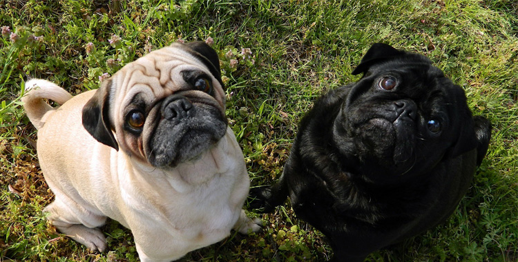 Pug - Dicas Petlove