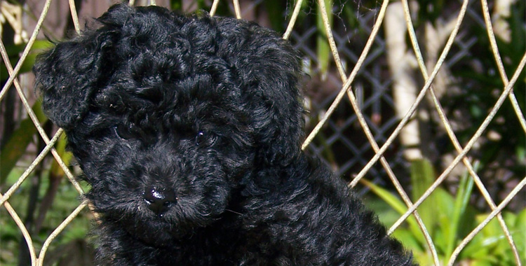 Poodle, venha conhecer mais sobre a raça aqui | Petlove