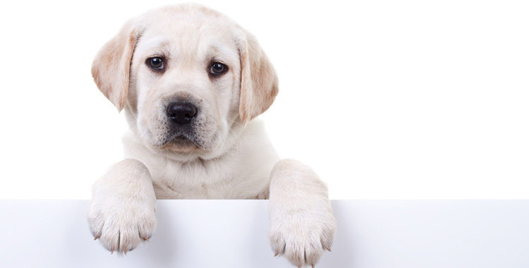 Tudo sobre o cachorro Labrador - Confira este post! | Dicas PetLove