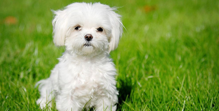 Tudo sobre o cachorro Maltês - Saiba mais! | Petlove