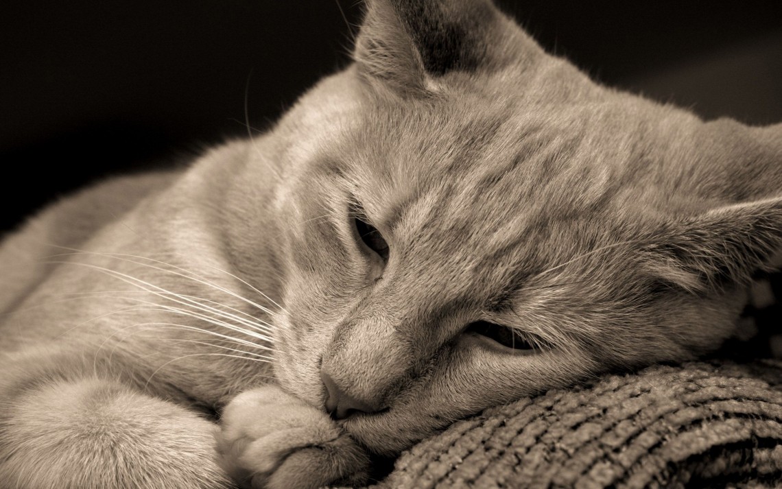 O que é FeLV ou Leucemia felina? Tire suas dúvidas aqui | Petlove