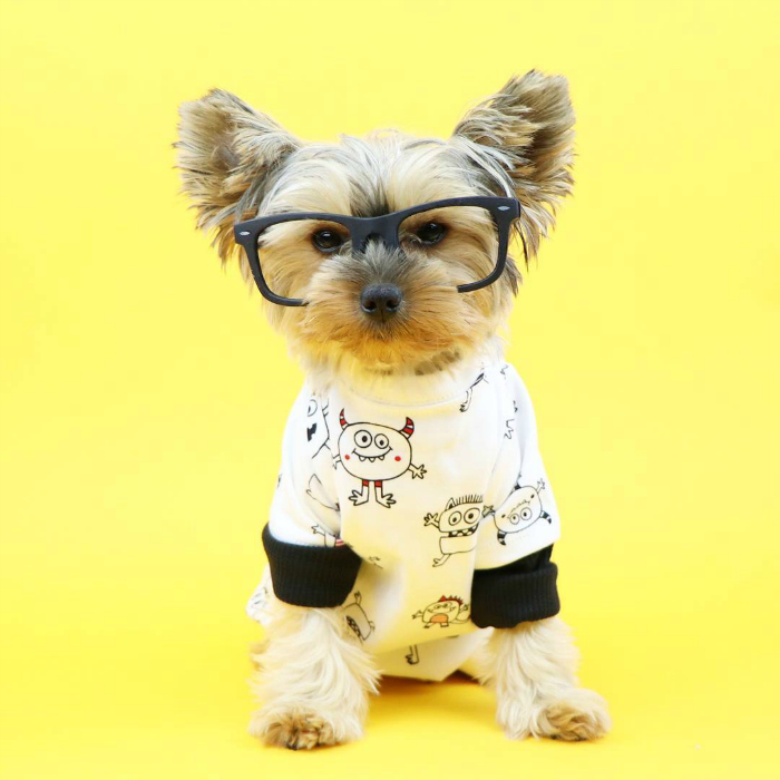 Os yorkies mais fofos do Instagram - Petlove