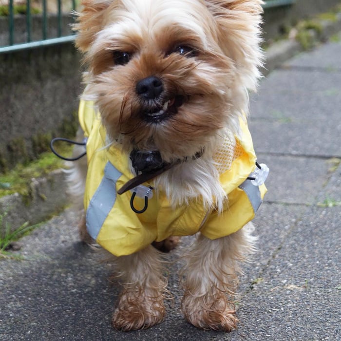 Os yorkies mais fofos do Instagram - Petlove