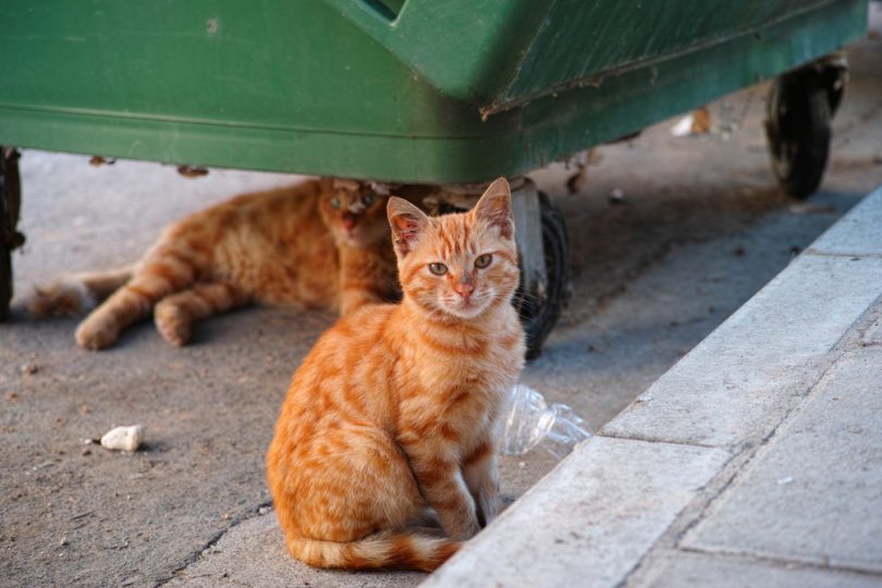 Resgatar gato de rua: exames e adaptação | Petlove