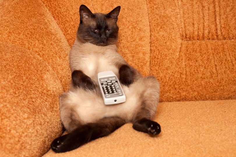 6 filmes com gatos para assistir com o seu pet | Petlove