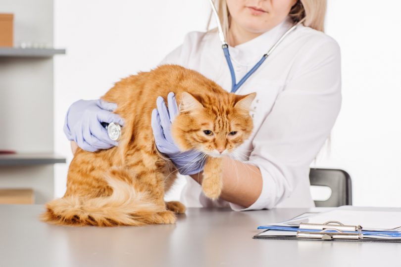 Gatos com PIF: o que é e como identificar essa doença | Petlove
