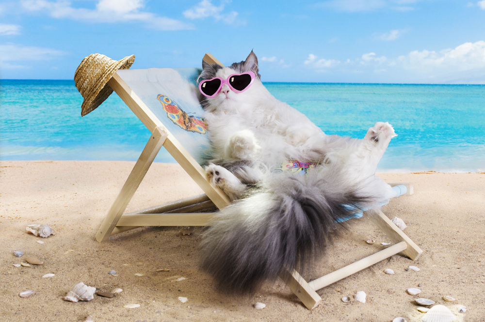 Gatos sentem calor? 5 dicas para ajudar seu gato se refrescar | Petlove