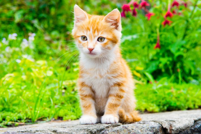 13 curiosidades sobre gatos que vão te fascinar - Petlove