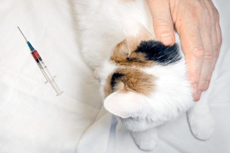 Gatos com FIV: o que é e como identificar essa doença - Petlove