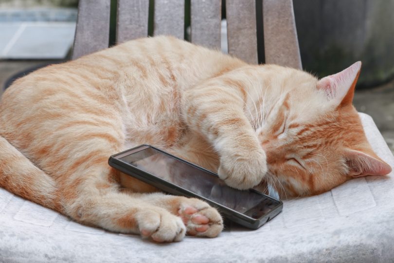 Gatos no instagram: os 3 melhores perfis - Petlove