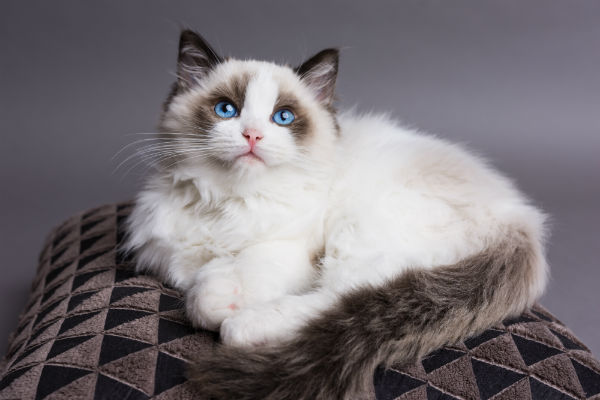 Conheça cinco características do gato Ragdoll | Petlove