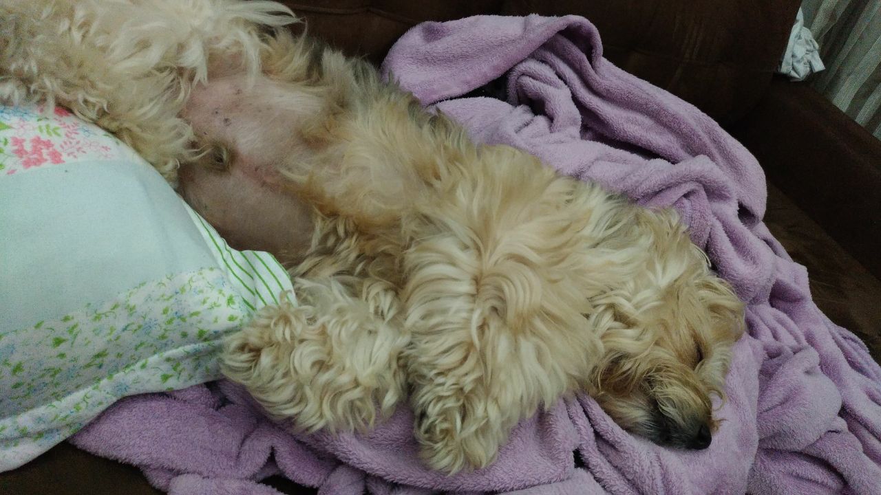 Diabetes em cães - Petlove