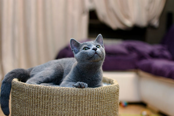 Cinco motivos para ter um gato azul russo - Petlove