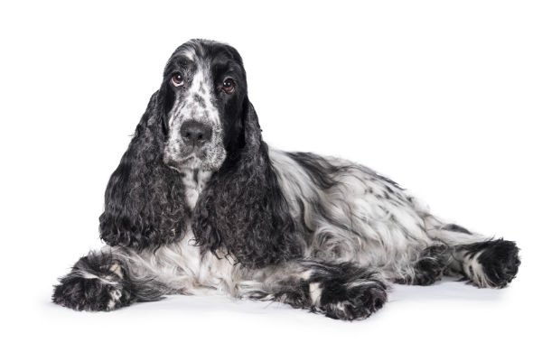 Conheças as cores do Cocker Spaniel Inglês | Petlove