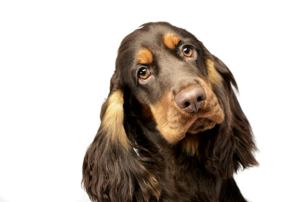 Conheças as cores do Cocker Spaniel Inglês | Petlove
