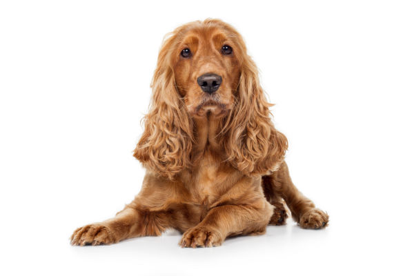 Conheças as cores do Cocker Spaniel Inglês | Petlove