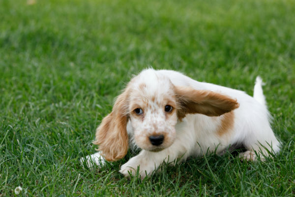 Conheças as cores do Cocker Spaniel Inglês | Petlove
