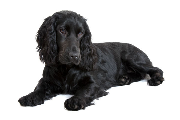 Conheças as cores do Cocker Spaniel Inglês | Petlove