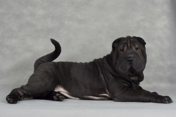 Cachorro Sharpei