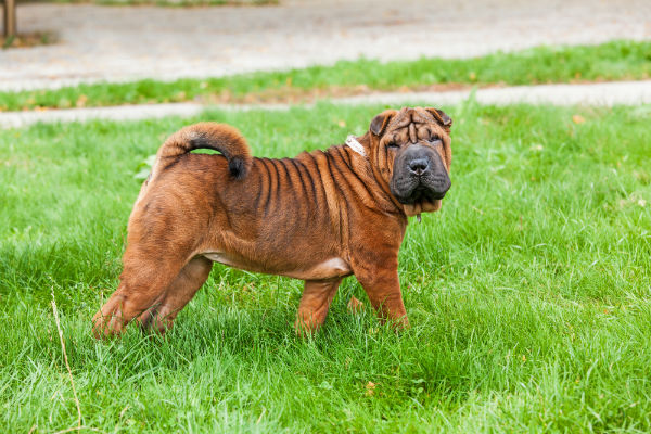 Cores do Sharpei: conheça as nove mais comuns | Petlove