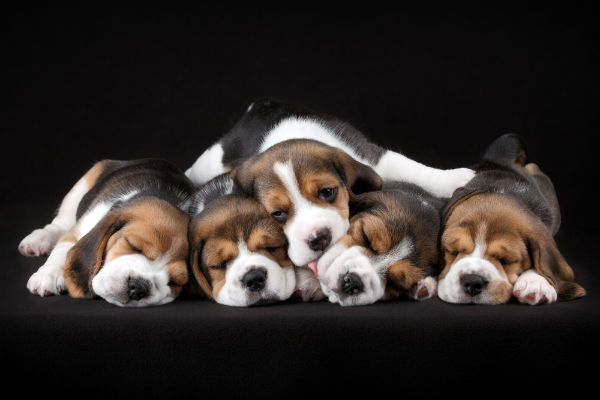 As cores do Beagle: conheça as principais! | Petlove
