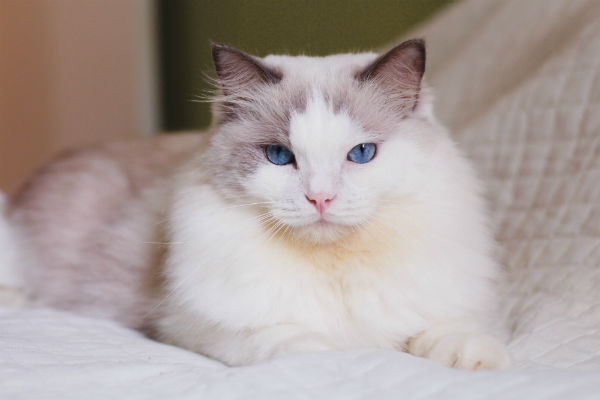 Curiosidades sobre o gato Ragdoll - Saiba mais | Petlove