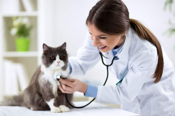 História da medicina veterinária - Saiba mais | Petlove