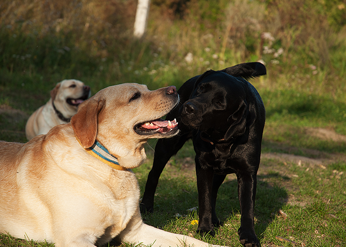Saiba tudo sobre as cores do Labrador Retriever | Petlove