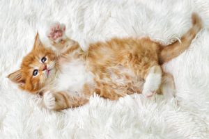Como cuidar de gato filhote: aprenda tudo aqui! | Petlove