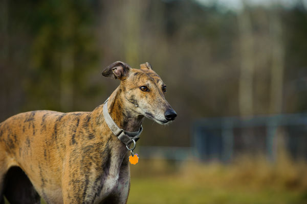 Características do greyhound - Petlove