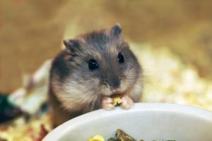 Comida para Hamster: o que eles podem comer? | Petlove