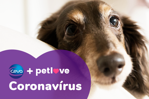 CEVA Três dicas importantes durante a pandemia do Covid-19 | Petlove