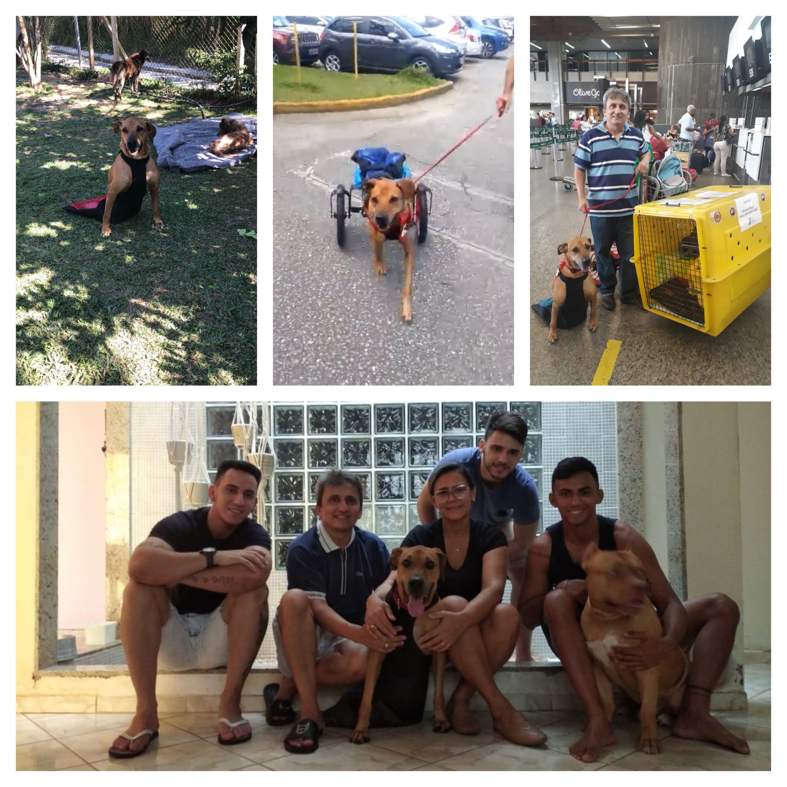 Petlove e Unit Pets ajudam na doação de Marvin, cachorro especial da ...