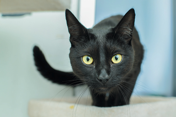 Identifique o estado de espírito do seu gato ao observar seu rabo | Petlove