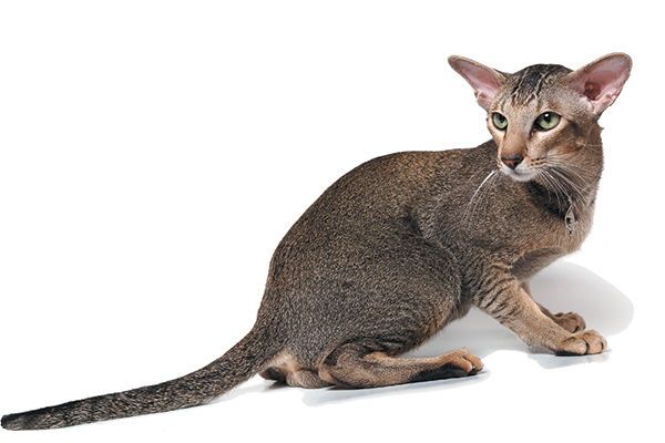 Identifique o estado de espírito do seu gato ao observar seu rabo | Petlove