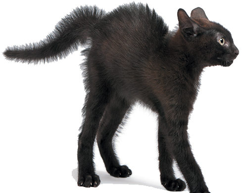 Identifique o estado de espírito do seu gato ao observar seu rabo | Petlove