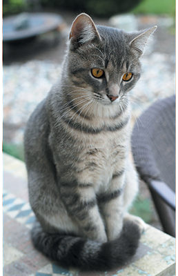 Identifique o estado de espírito do seu gato ao observar seu rabo | Petlove