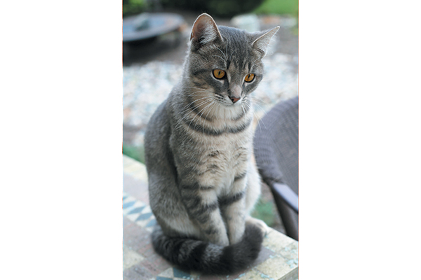 Identifique o estado de espírito do seu gato ao observar seu rabo | Petlove