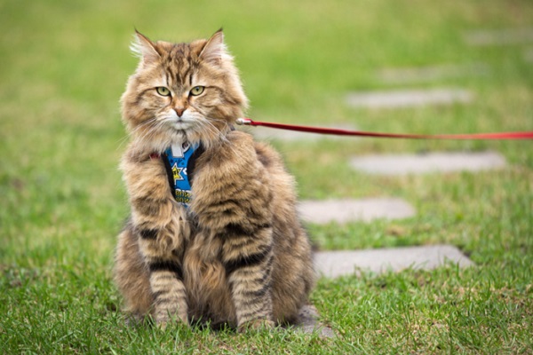Dicas e cuidados na hora de passear com seu gato | Petlove