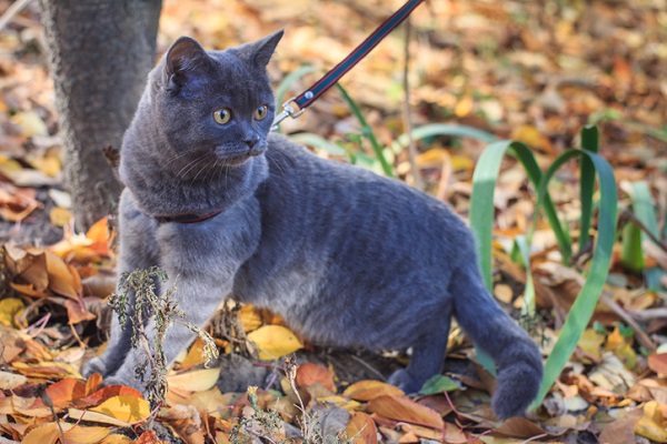 Dicas e cuidados na hora de passear com seu gato | Petlove