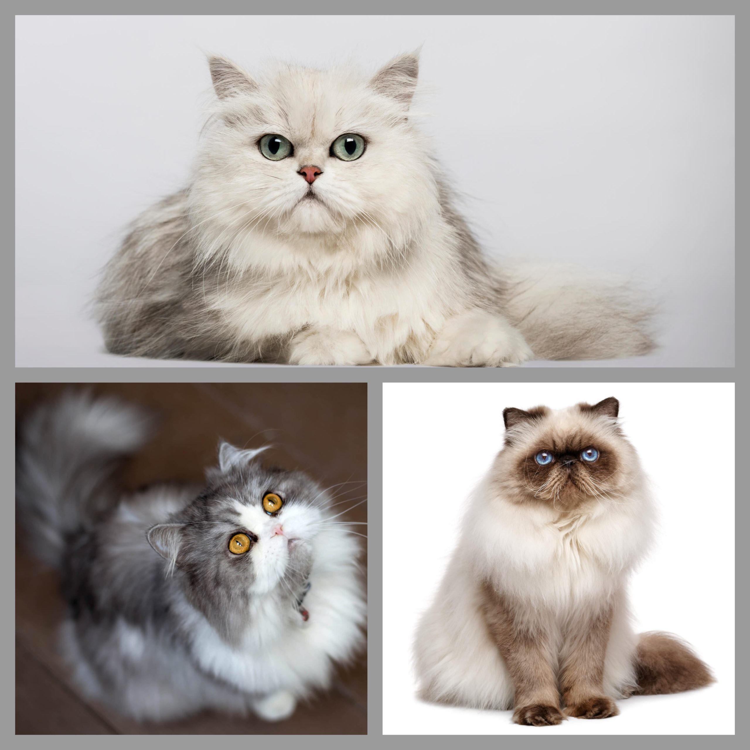 Gatos Persas Olhos Azuis