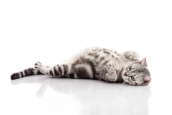 Gata prenhe: saiba tudo sobre a gestação de gato! | Petlove