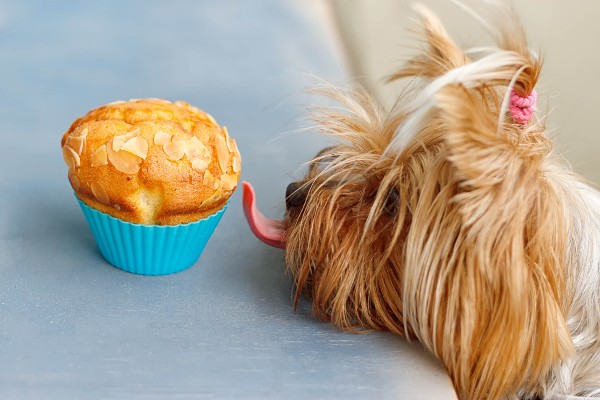 Quatro opções de muffin para seu cachorro Petlove | Petlove