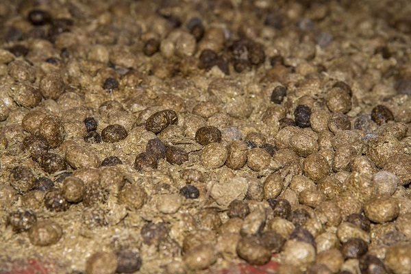 Coprofagia em coelhos: tudo o que você precisa saber |Petlove