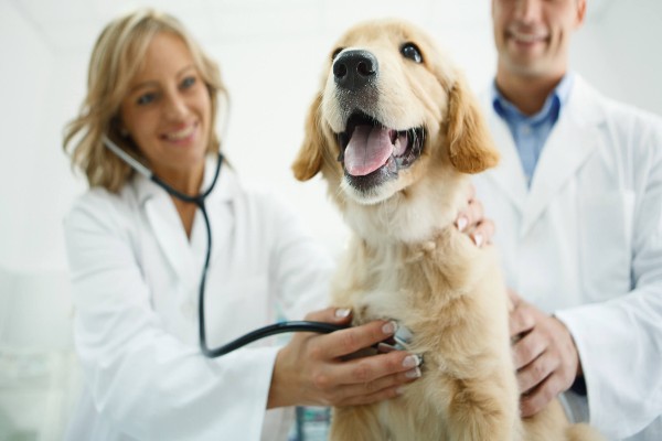 Exames de check-up que o cachorro deveria fazer todos os anos | Petlove