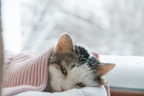 Como proteger seu gato no inverno | Petlove