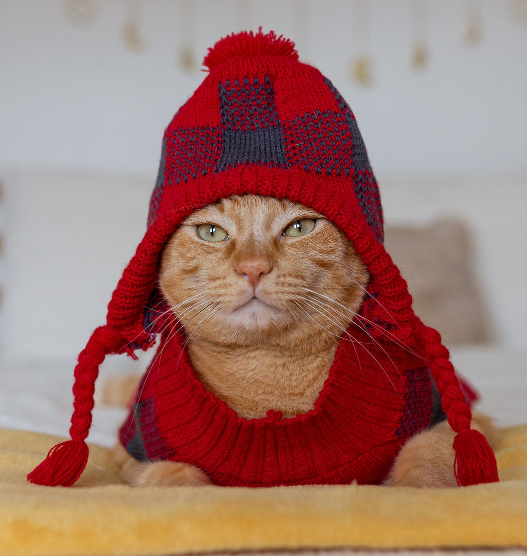 Principais doenças que os gatos apresentam no inverno | Petlove